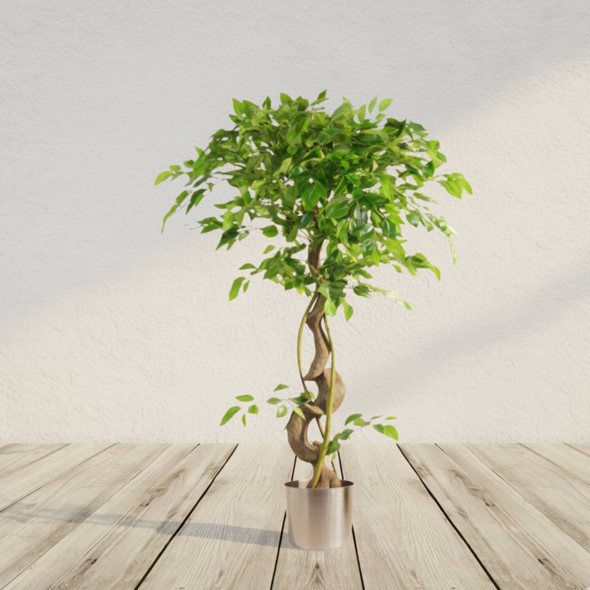 Twisted Trunk Artificial Japanese Fruticosa Ficus Tree with Planter ...